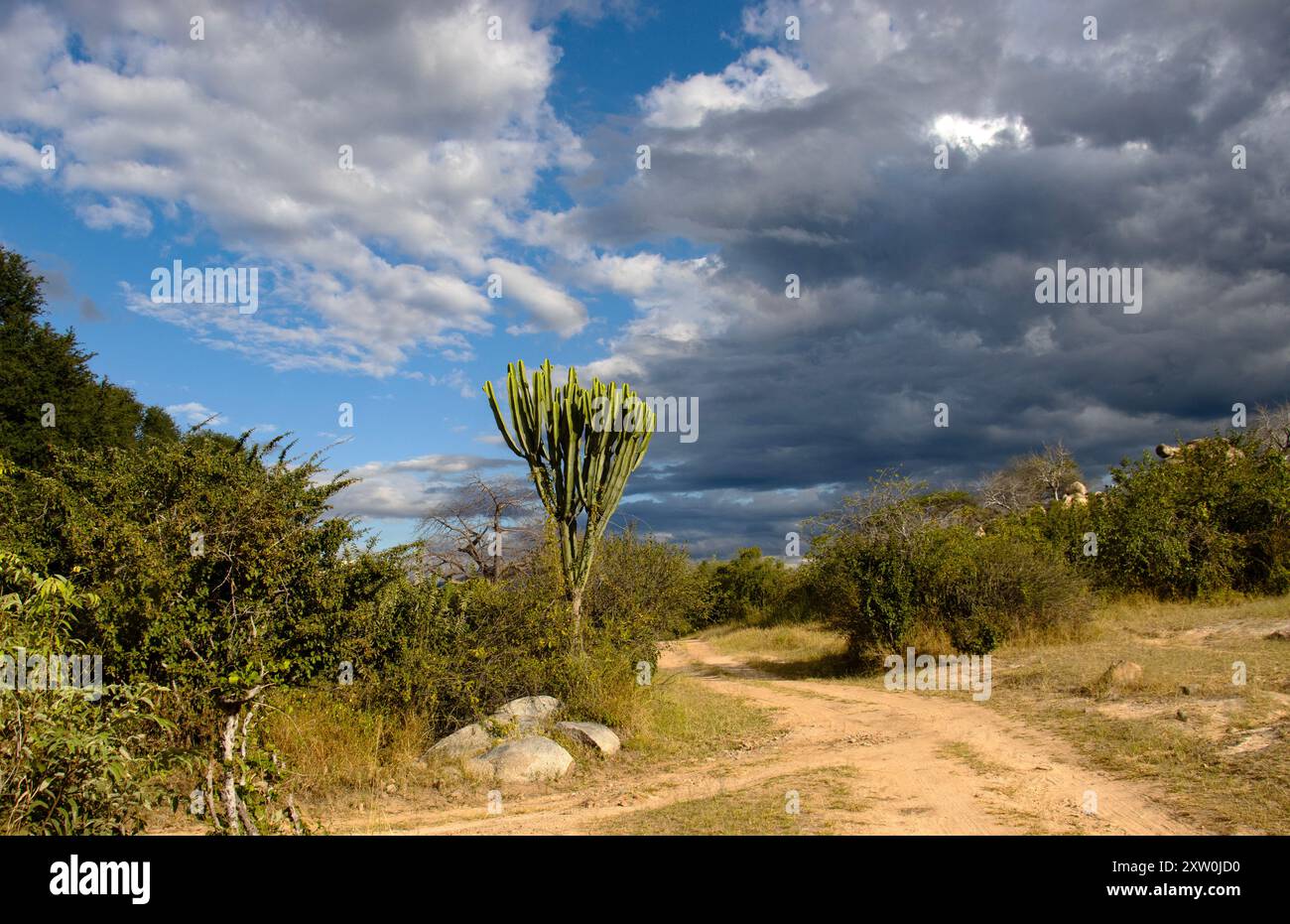 Largest of the Euphorbias, the Candelabra Tree is a distinctive ...