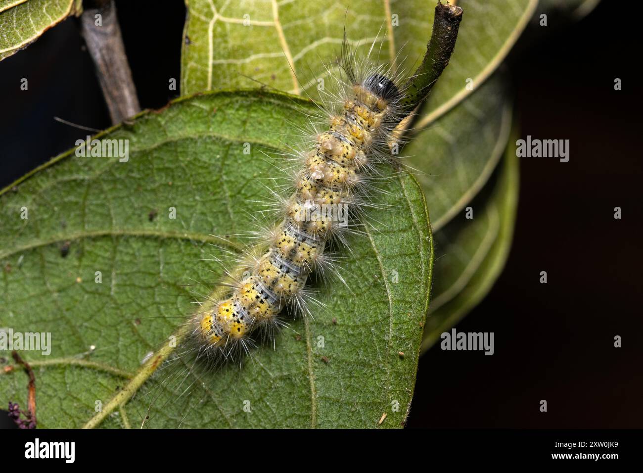 Setal tuft hi-res stock photography and images - Alamy