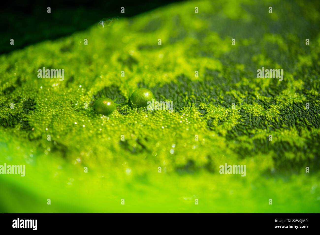 Lush green algae covers the surface of a pond, with dew-like droplets ...