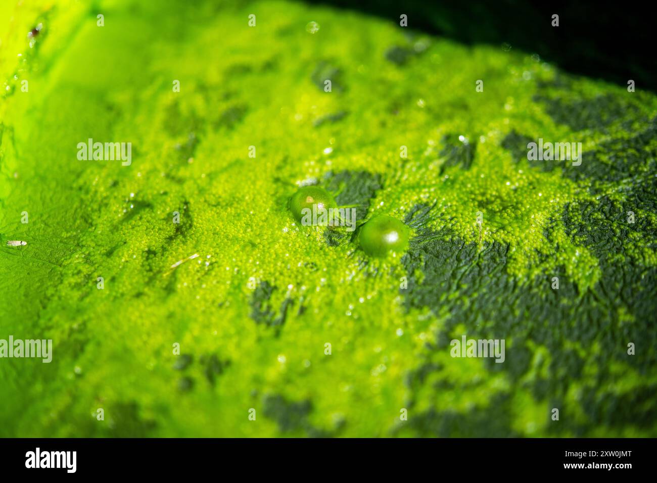Lush green algae and microscopic organisms thrive in a freshwater pond ...
