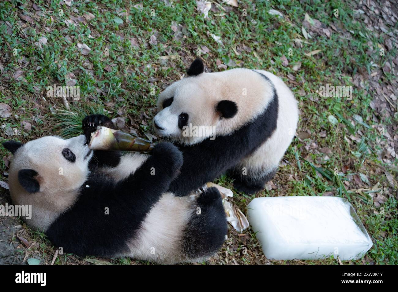 Chongqing, China. 17th Aug, 2024. CHONGQING, CHINA - AUGUST 17, 2024 ...