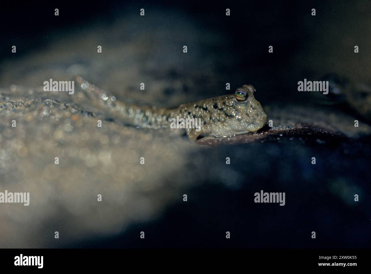 The barred mudskipper (Periophthalmus argentilineatus) or silverlined ...