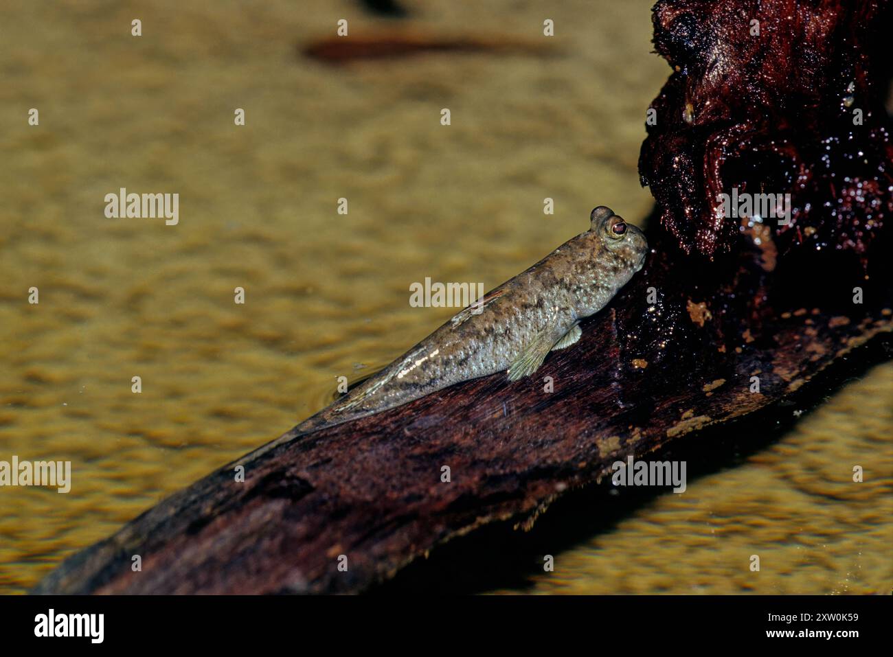 The barred mudskipper (Periophthalmus argentilineatus) or silverlined ...
