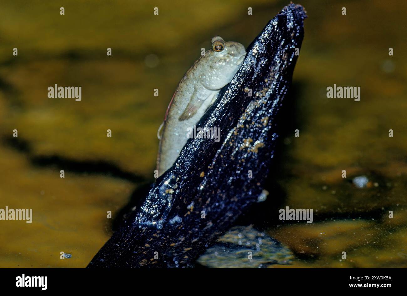 The barred mudskipper (Periophthalmus argentilineatus) or silverlined ...