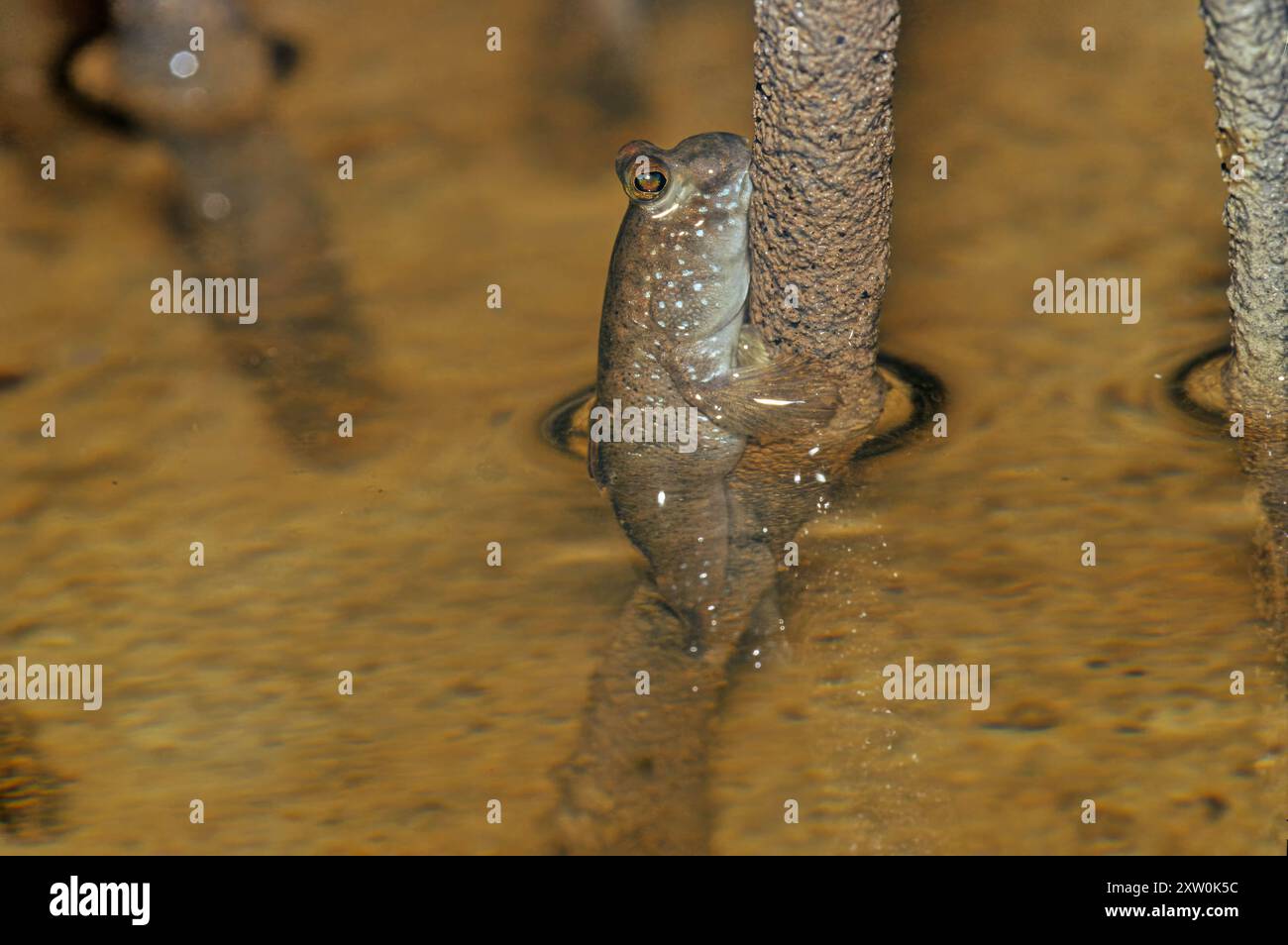 The barred mudskipper (Periophthalmus argentilineatus) or silverlined ...