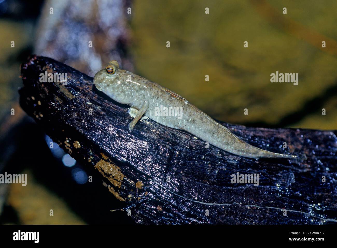 The barred mudskipper (Periophthalmus argentilineatus) or silverlined ...