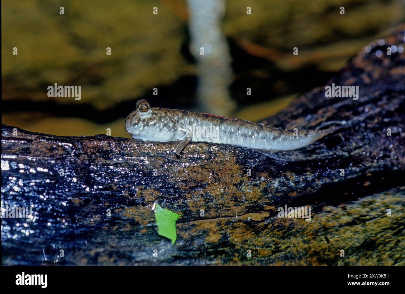 The barred mudskipper (Periophthalmus argentilineatus) or silverlined ...