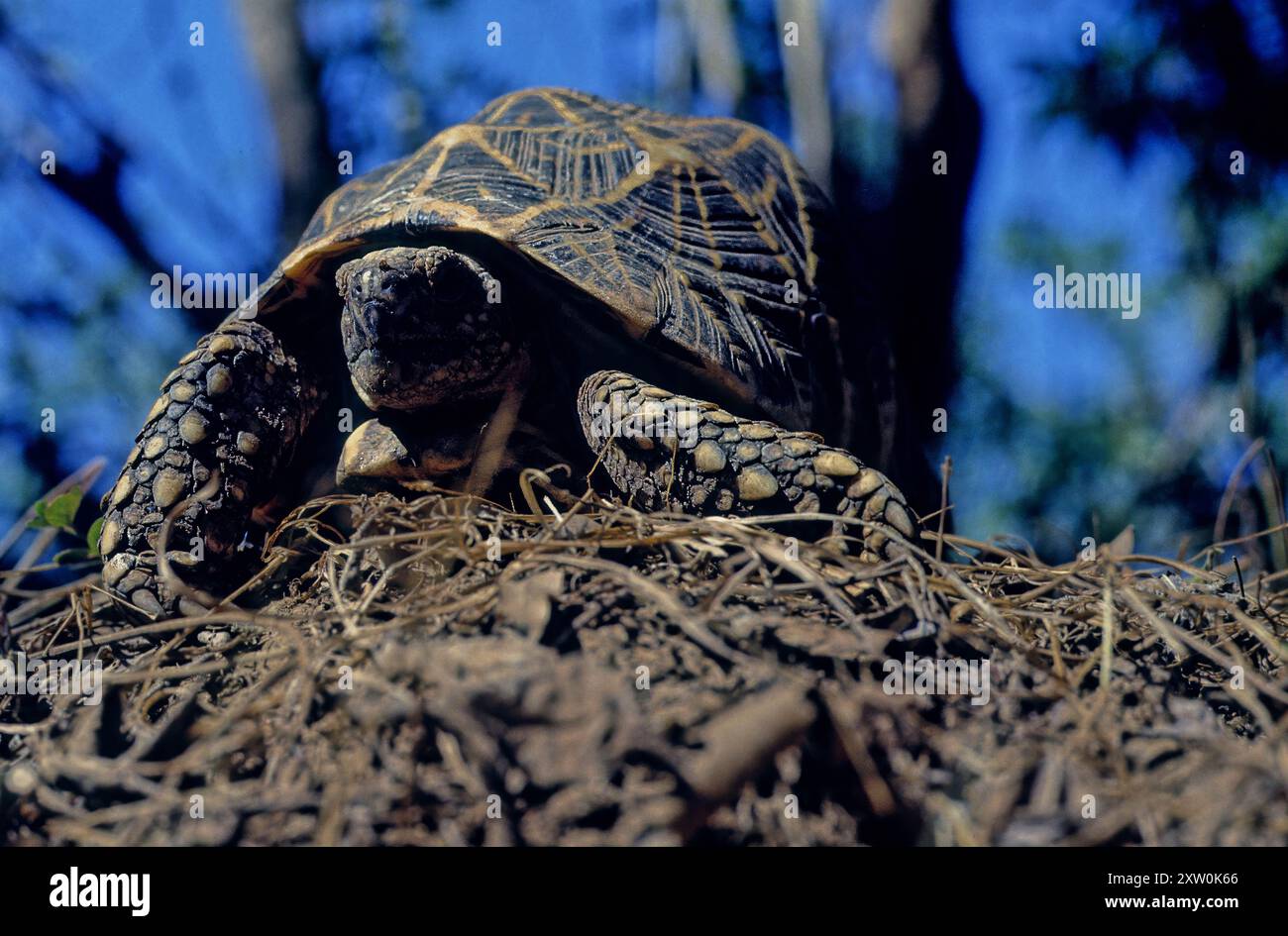 The Indian star tortoise (Geochelone elegans) is a threatened tortoise ...