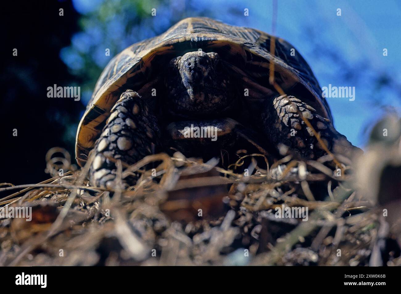 The Indian star tortoise (Geochelone elegans) is a threatened tortoise ...