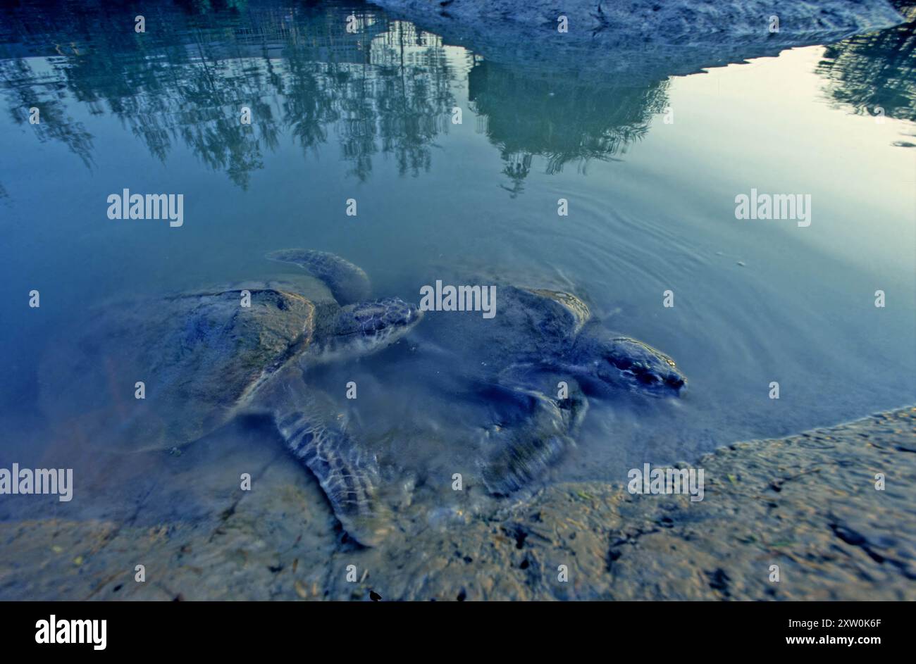 The olive ridley sea turtle (Lepidochelys olivacea), also known ...