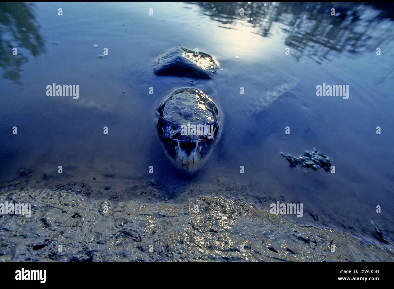 The olive ridley sea turtle (Lepidochelys olivacea), also known ...