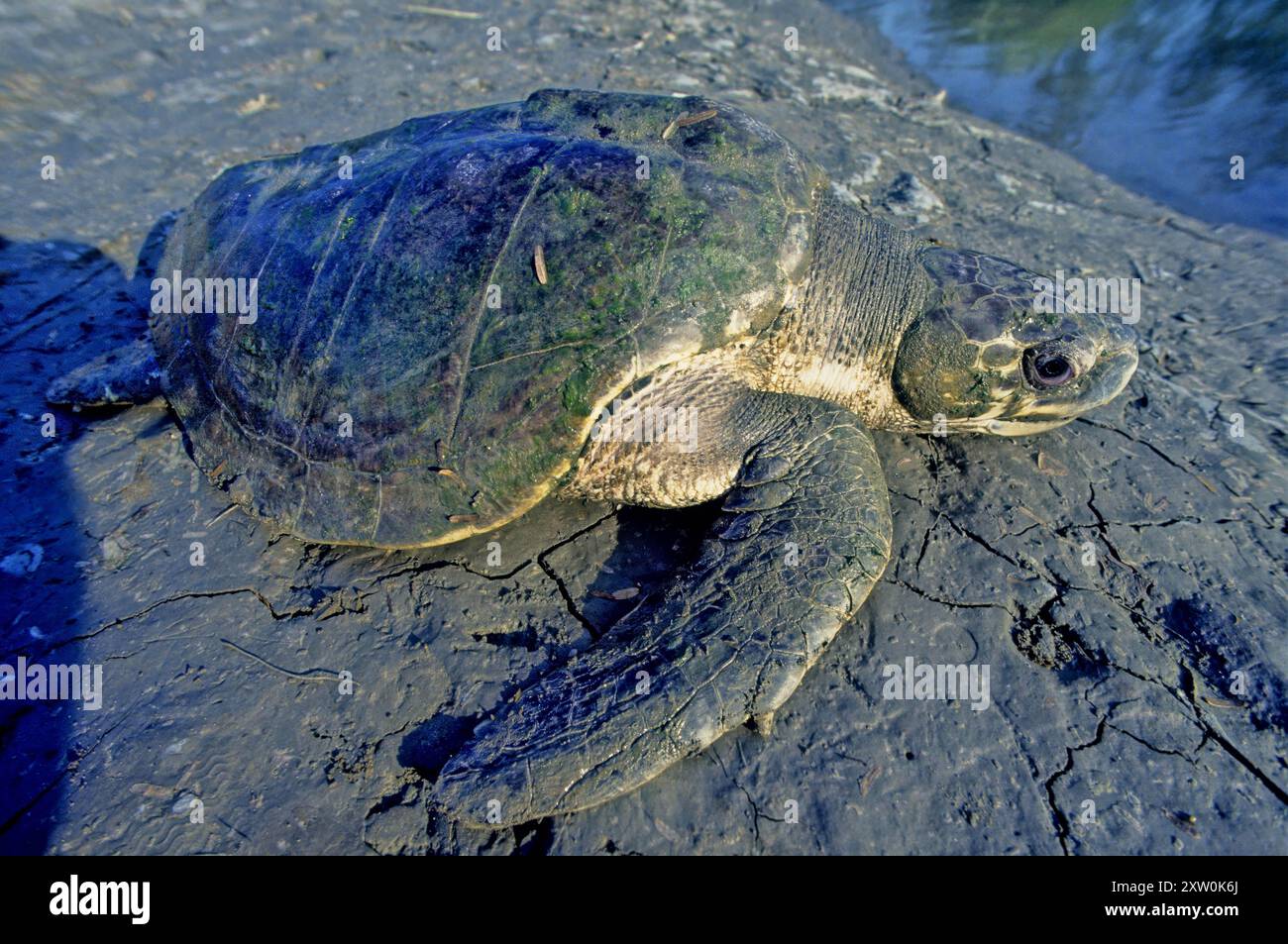 The olive ridley sea turtle (Lepidochelys olivacea), also known ...