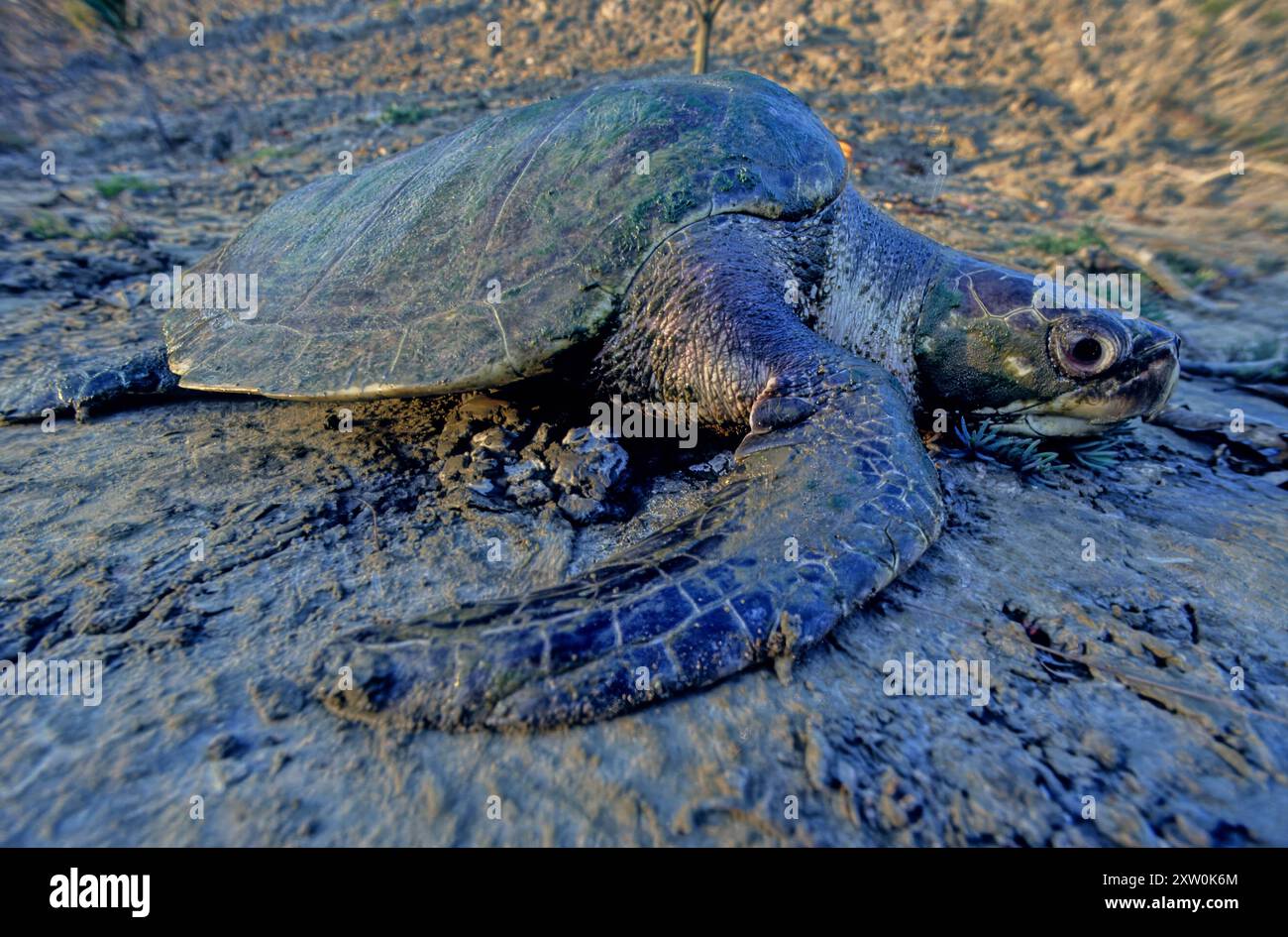 The olive ridley sea turtle (Lepidochelys olivacea), also known ...