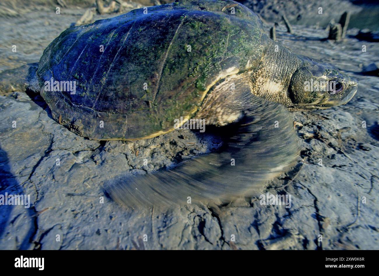 The olive ridley sea turtle (Lepidochelys olivacea), also known ...