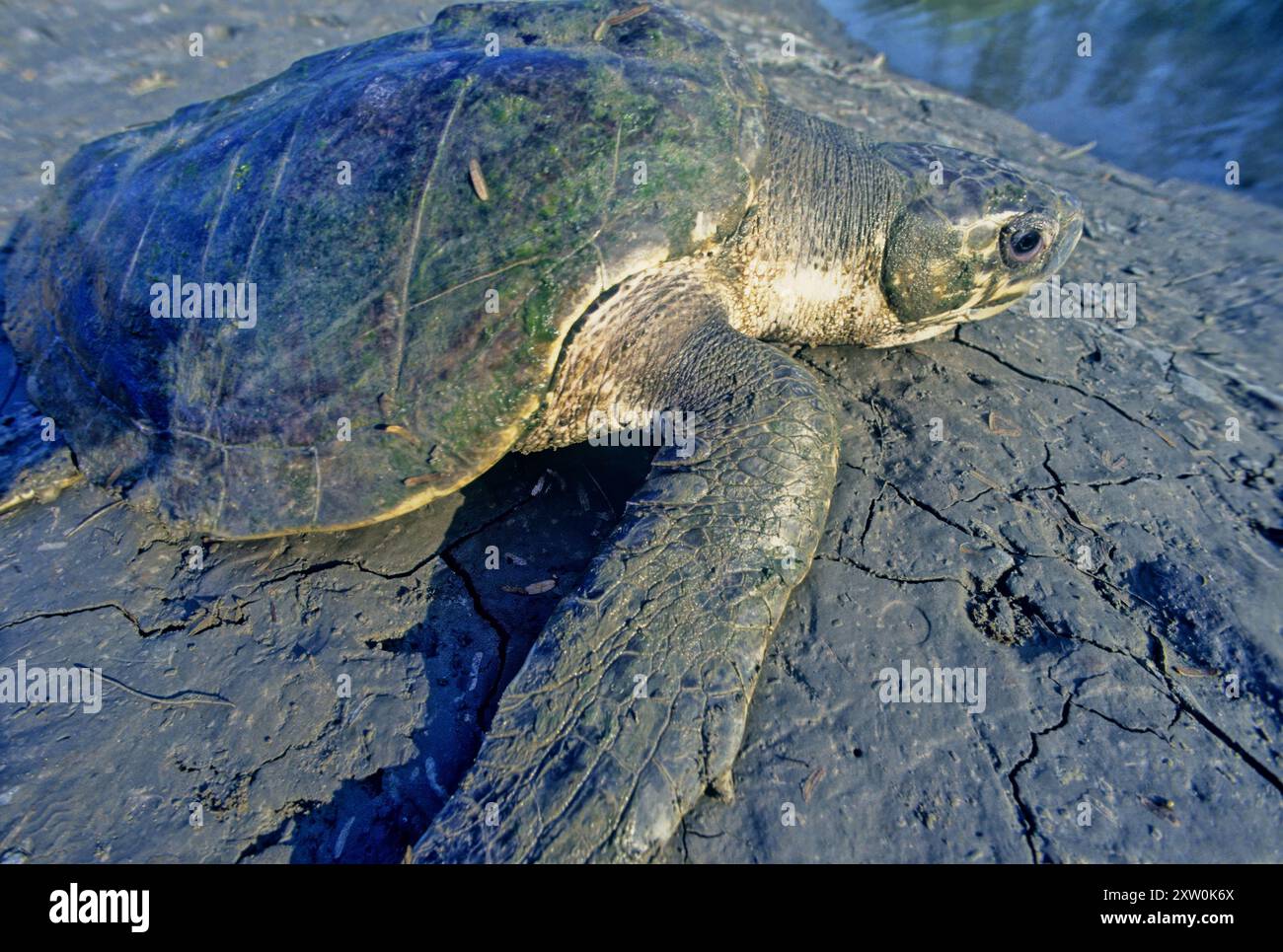 The olive ridley sea turtle (Lepidochelys olivacea), also known ...