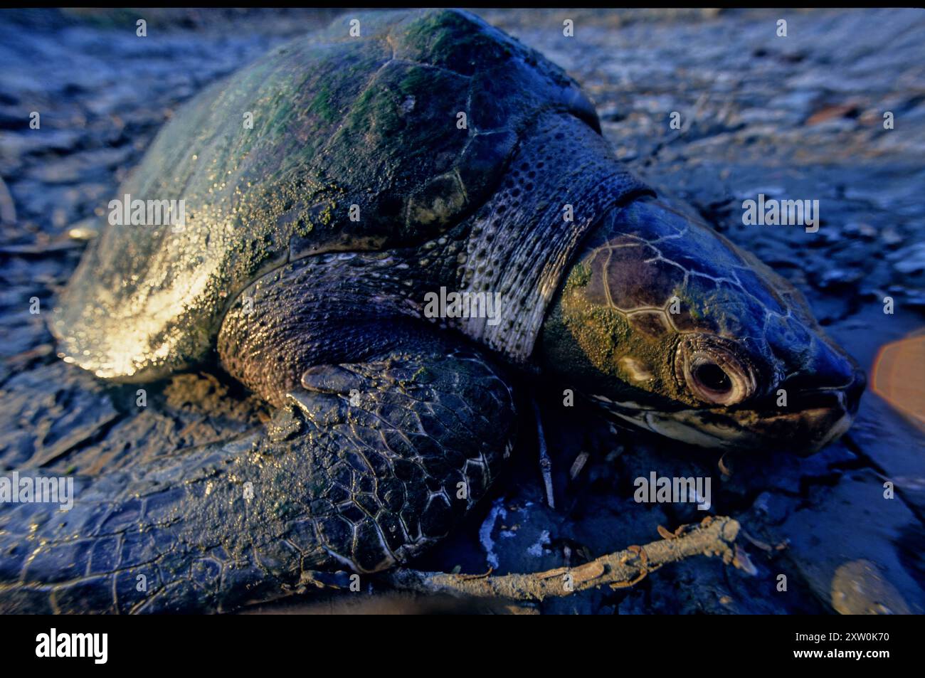 The olive ridley sea turtle (Lepidochelys olivacea), also known ...