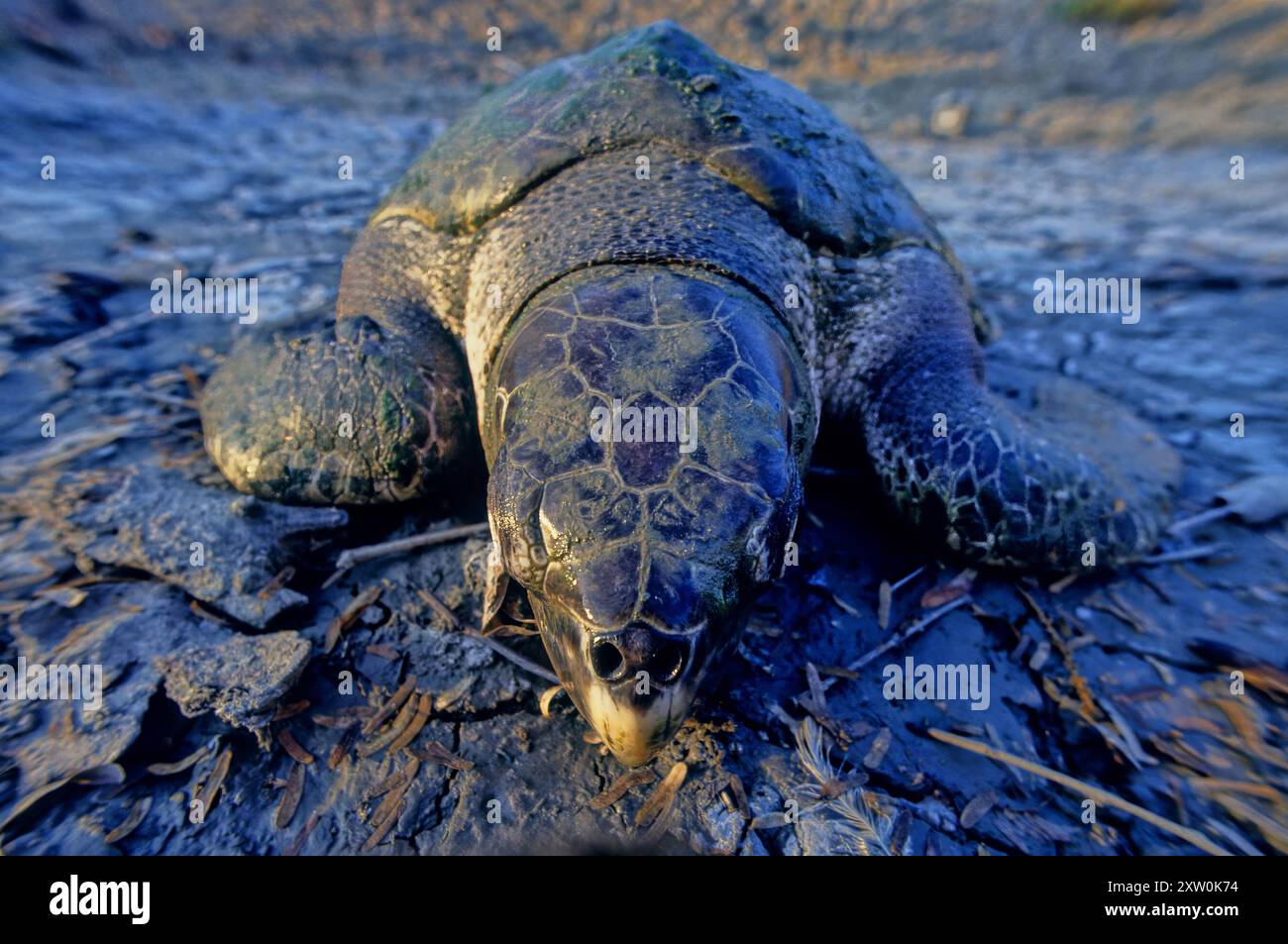 The olive ridley sea turtle (Lepidochelys olivacea), also known ...
