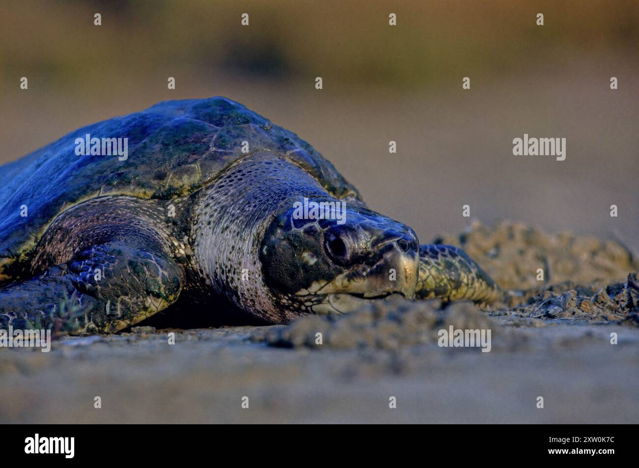 The olive ridley sea turtle (Lepidochelys olivacea), also known ...