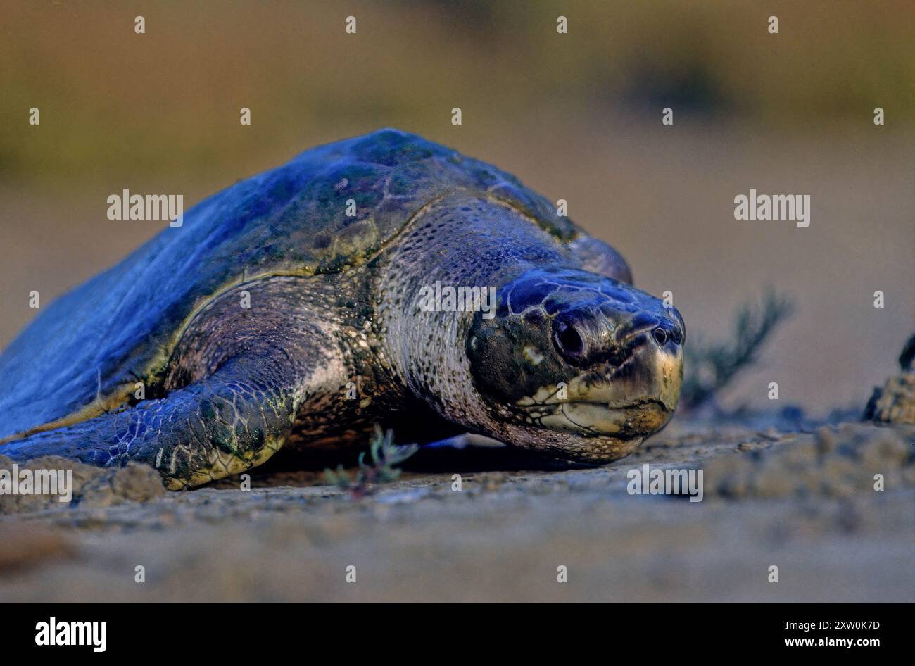 The olive ridley sea turtle (Lepidochelys olivacea), also known ...