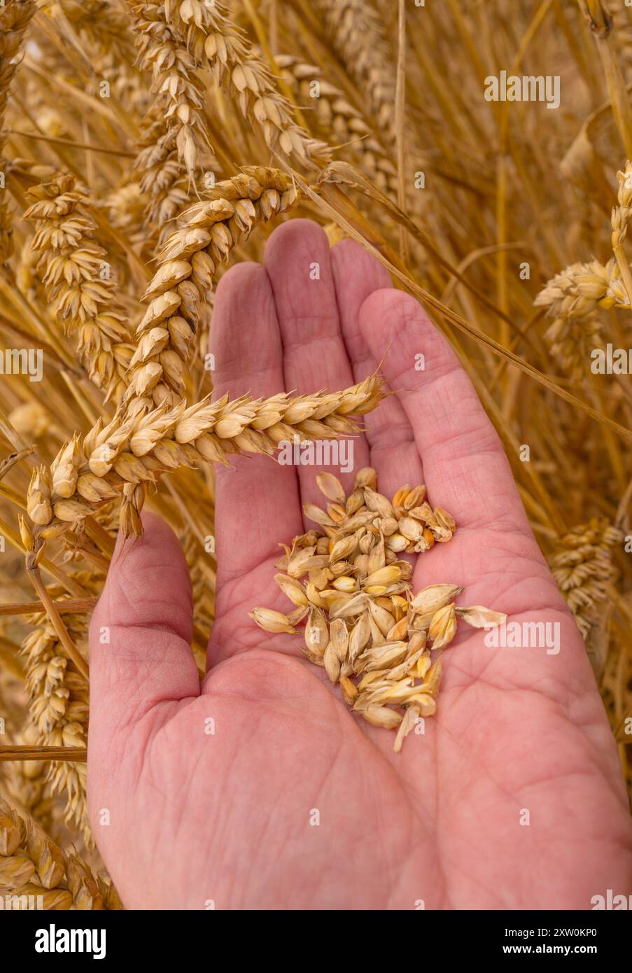 Wheat grain in the palm of an hand ready to be harvested Stock Photo ...