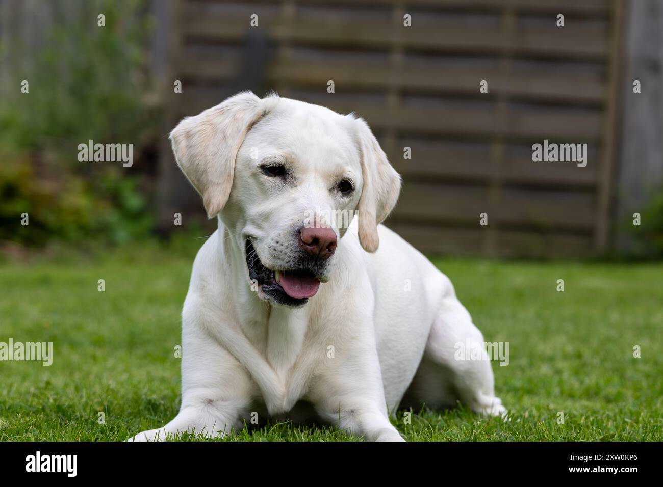 White labrador dog sitting in hi-res stock photography and images - Alamy
