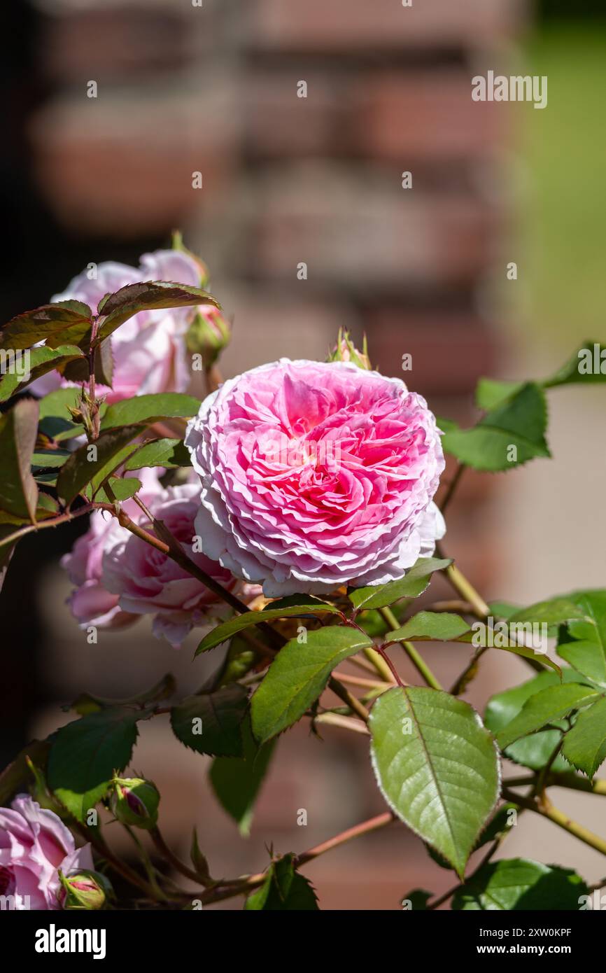Vibrant pink Floribunda Rose blooming in a lush bush of vibrant green ...