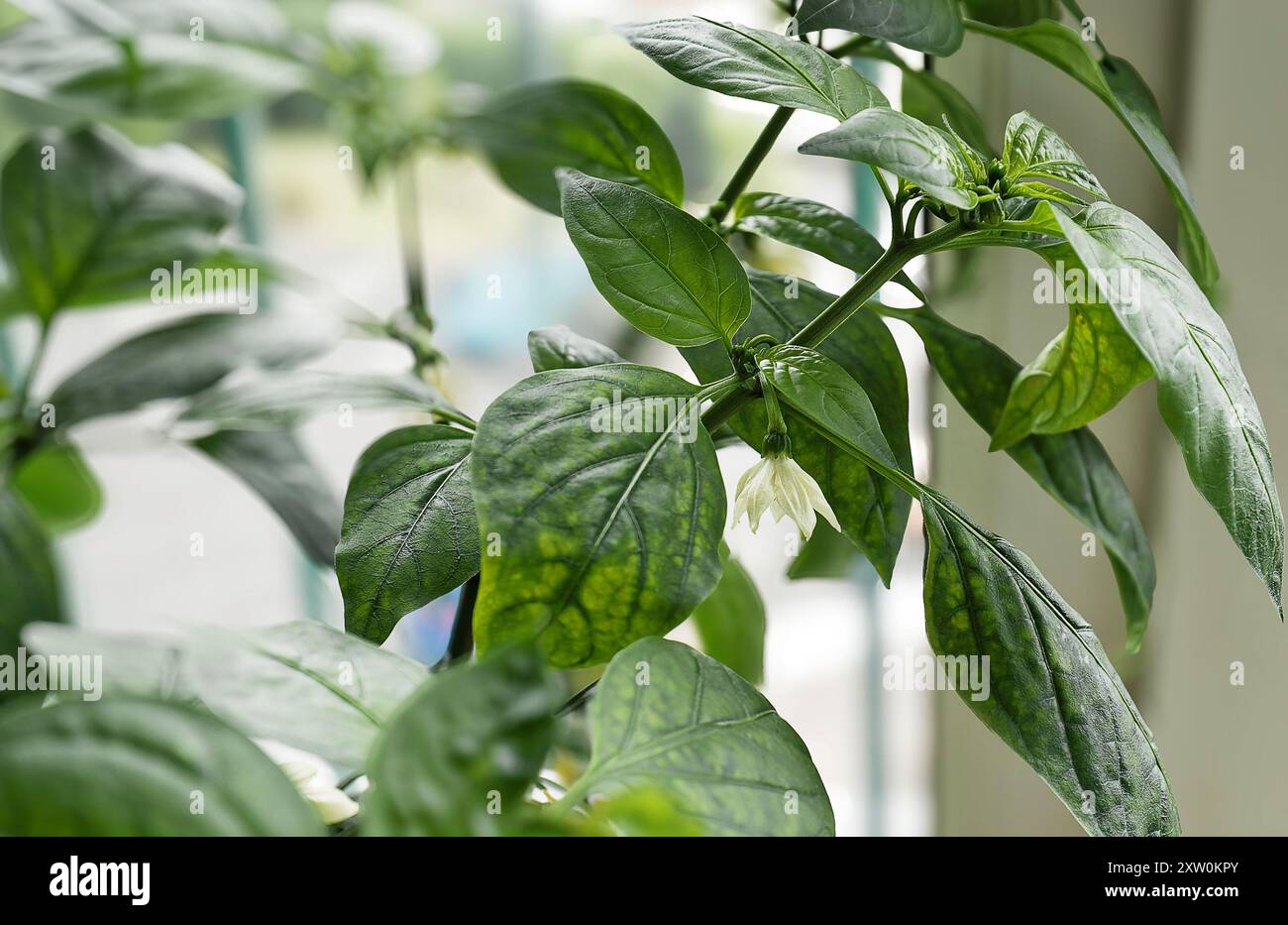 Chilli plant showing white flower hi-res stock photography and images ...