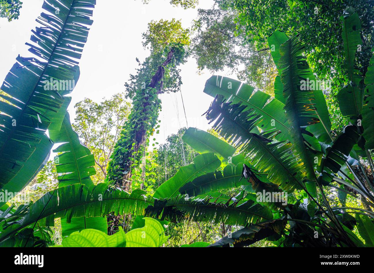 Looking up at the sky through a gap in tropical tree leaves in the ...