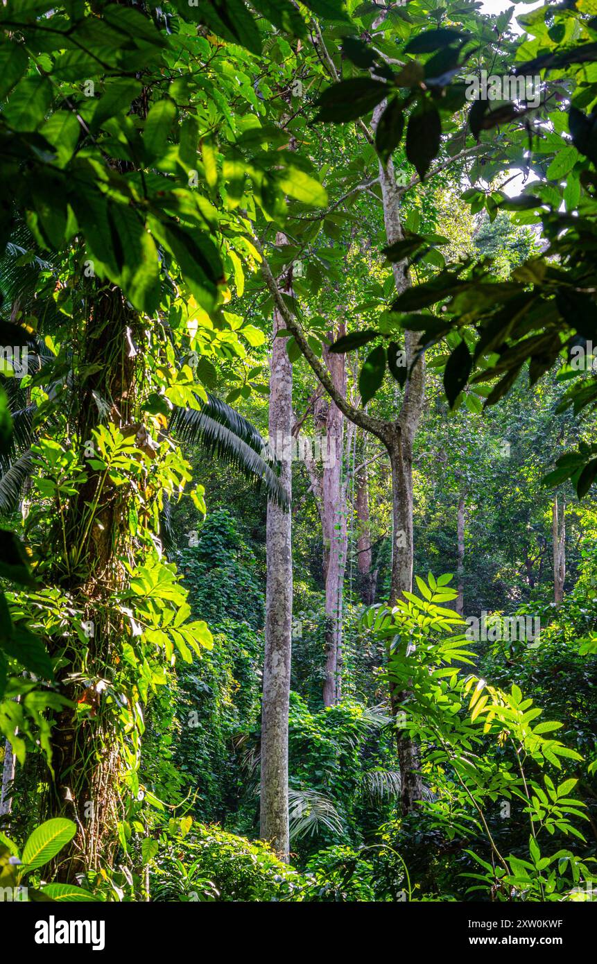 A view of different types of trees in The Penang Botanic Gardens, Pulau ...