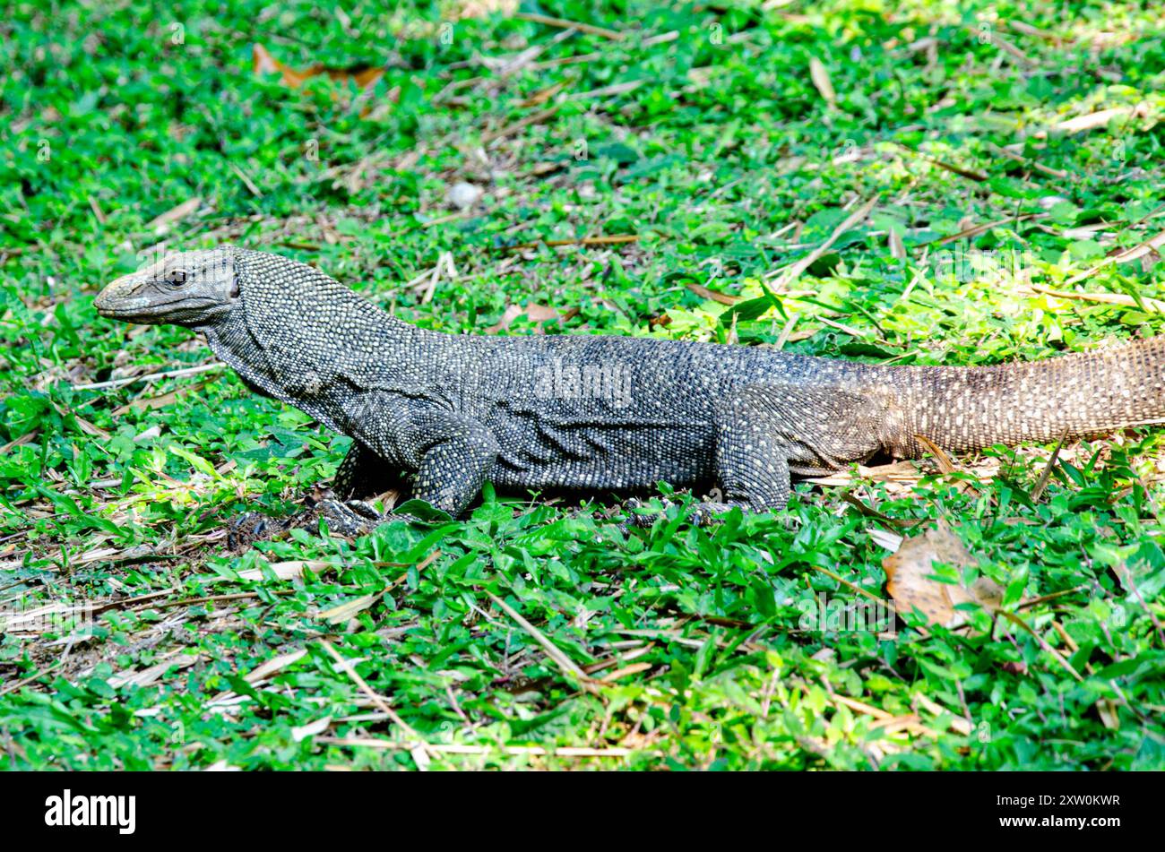 A monitor lizard on the ground in The Penang Botanical Gardens in ...