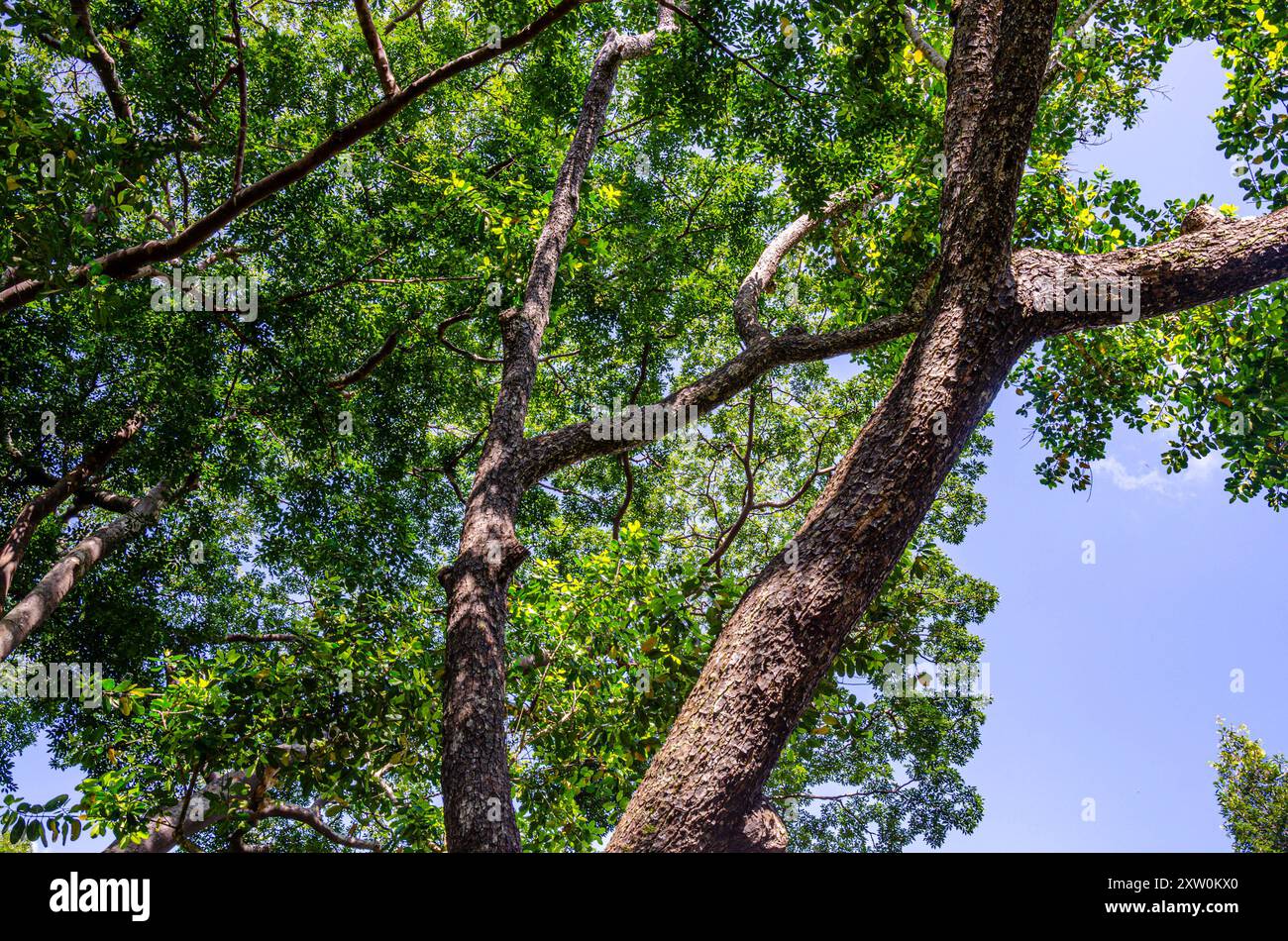 Looking up at tree branches and leaves with blue sky at he Penang ...