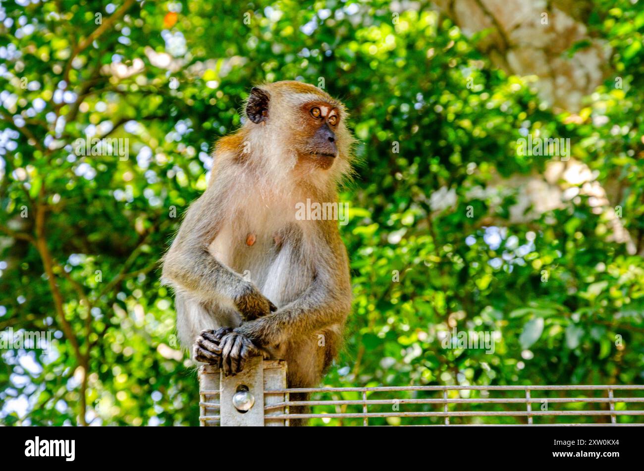 A macaque monkey sat on top of a fence in the Penang Botanical Gardens ...