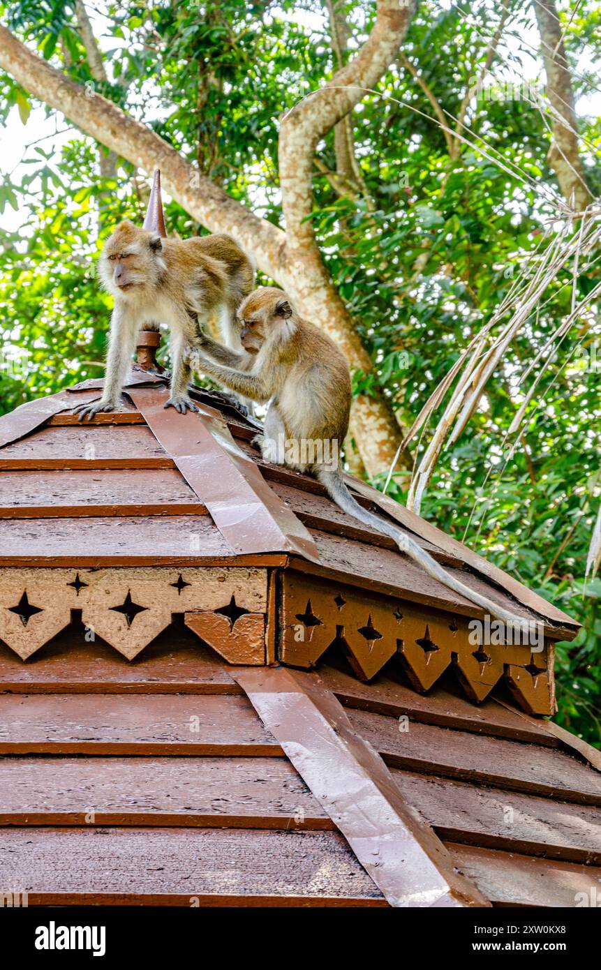 Monkeys on roof hi-res stock photography and images - Alamy