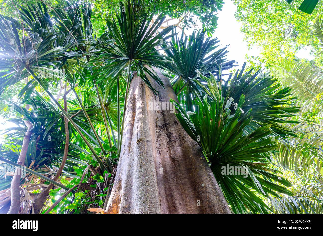 Pohon Pinang In English
