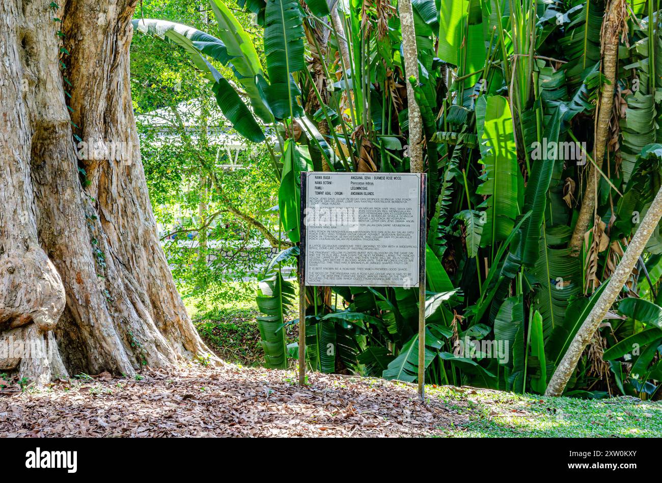 A sign next to a large tree informs visitors that the tree us a Burmese ...