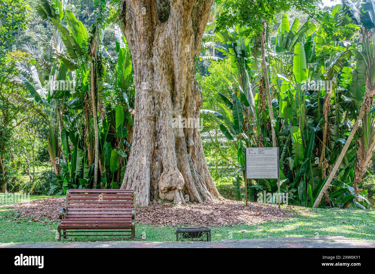A sign next to a large tree informs visitors that the tree us a Burmese ...
