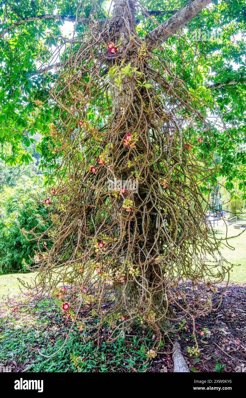 Close up view of a Couroupita guianensis or Cannonball Tree in flower ...