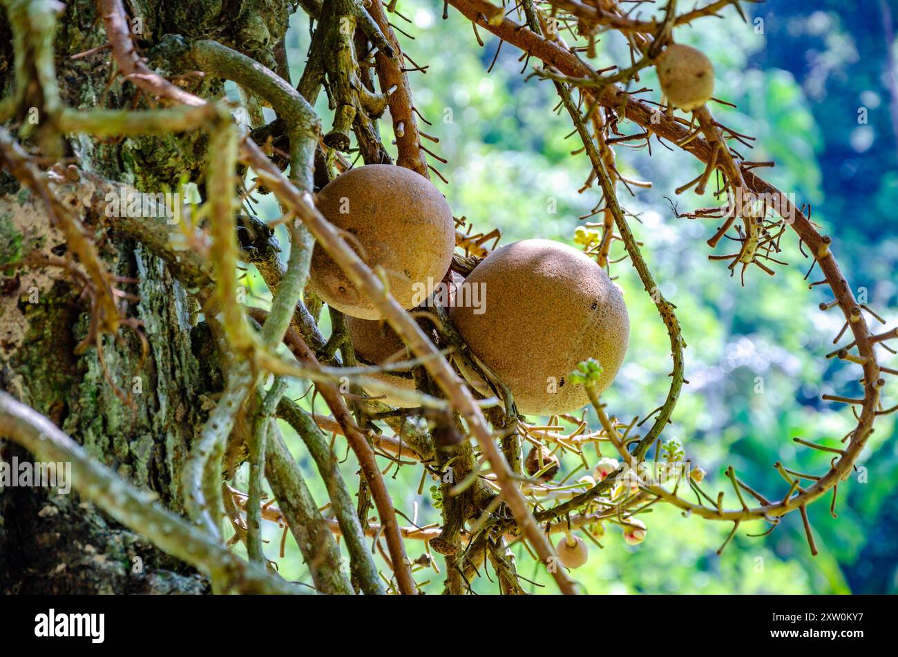 Close up view of a Couroupita guianensis or Cannonball Tree bearing ...