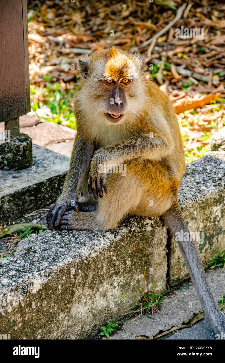 A macaque monkey in the Penang Botanical Gardens in George Town, Penang, Malaysia Stock Photo ...