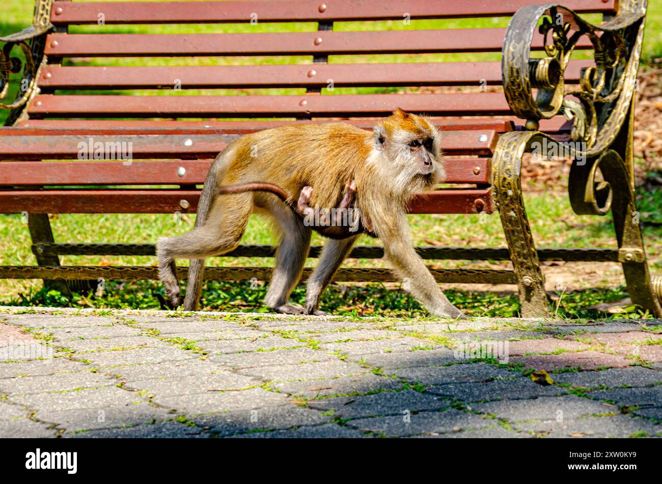 A female macaque monkey with her baby holding on in the Penang ...