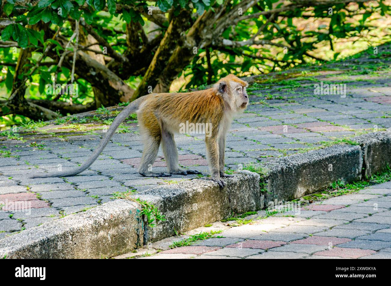 A macaque monkey in the Penang Botanical Gardens in George Town, Penang ...
