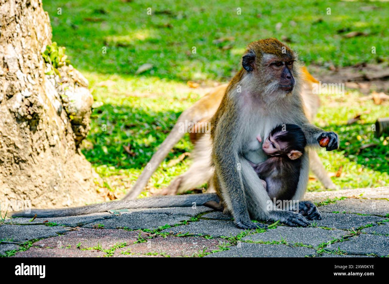 A female macaque monkey with her baby in the Penang Botanical Gardens ...