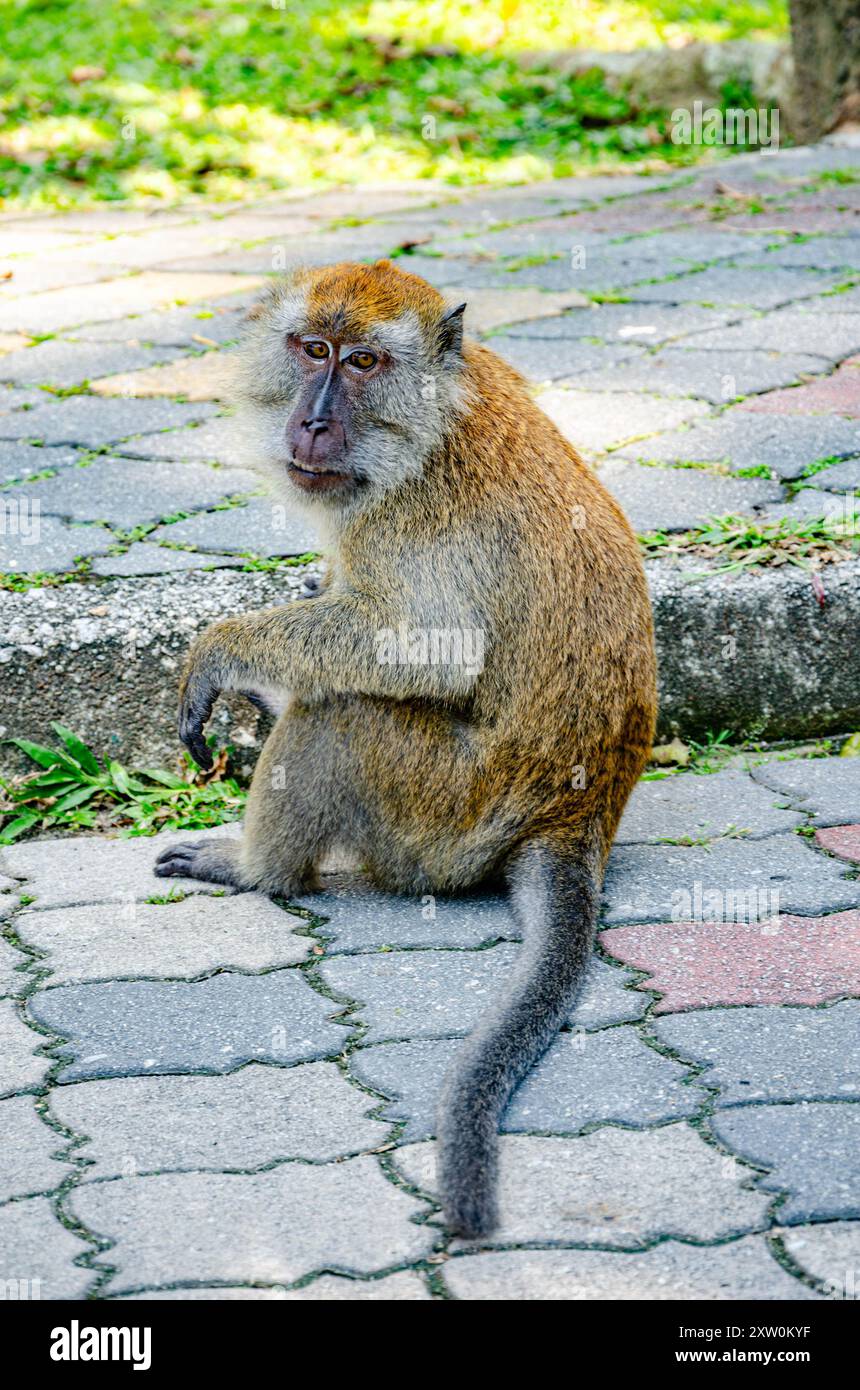 A macaque monkey in the Penang Botanical Gardens in George Town, Penang, Malaysia Stock Photo ...