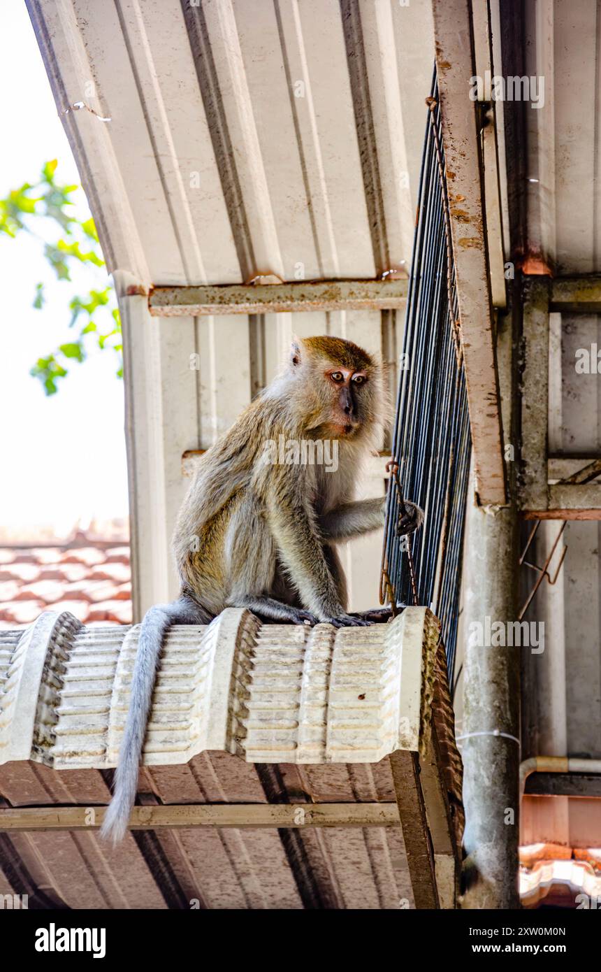 A macaque monkey sits on the roof of a restaurant with it's path ...