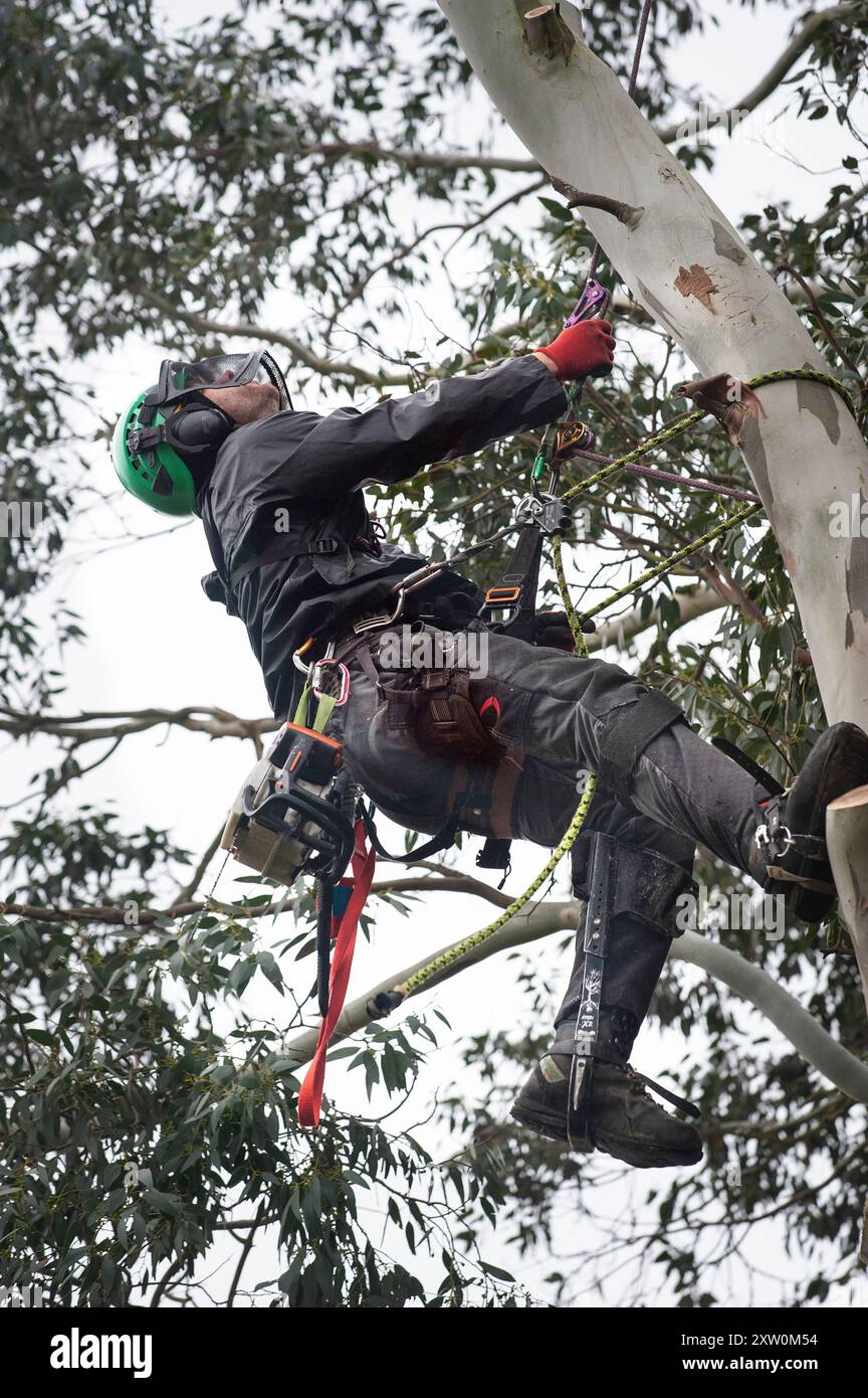 tree surgeon at work norfolk england Stock Photo - Alamy