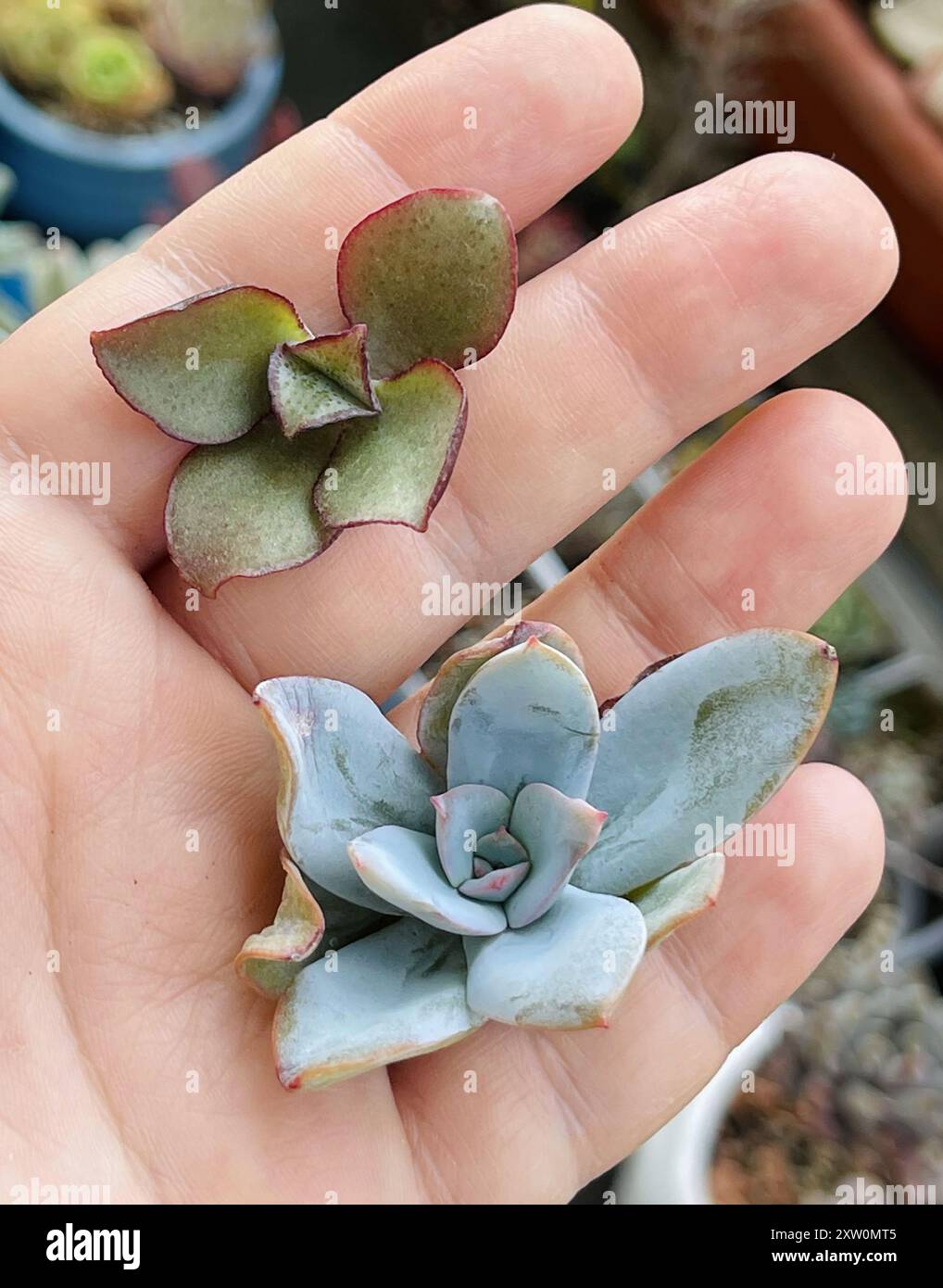 Blue Echeveria Cante and Crassula in human hand Stock Photo - Alamy