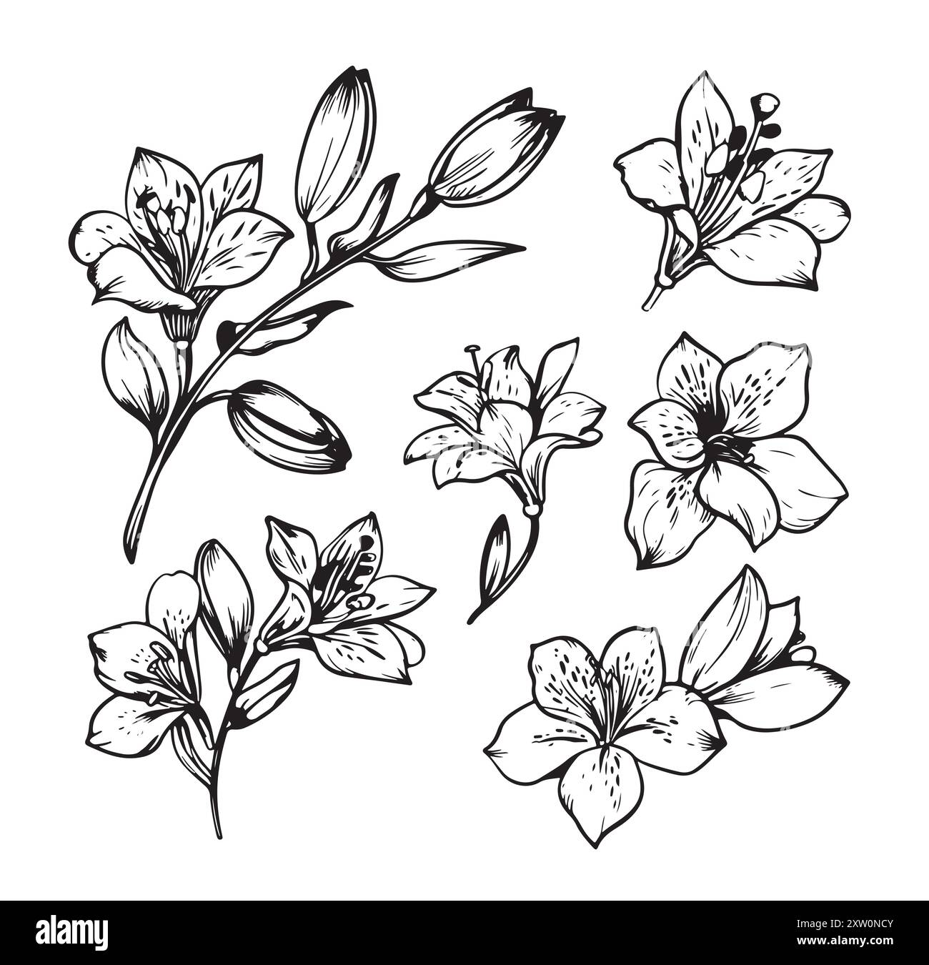 Alstroemeria Drawing Six Flowering Plants, All Species Of The Genus