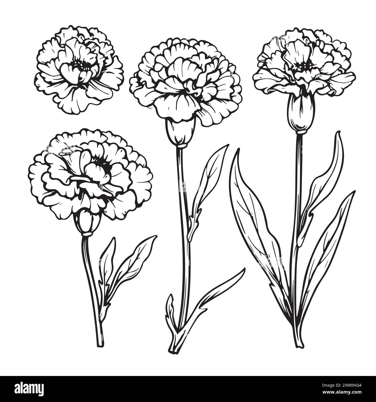 Vector collection set of Carnation flower by hand drawing on white ...
