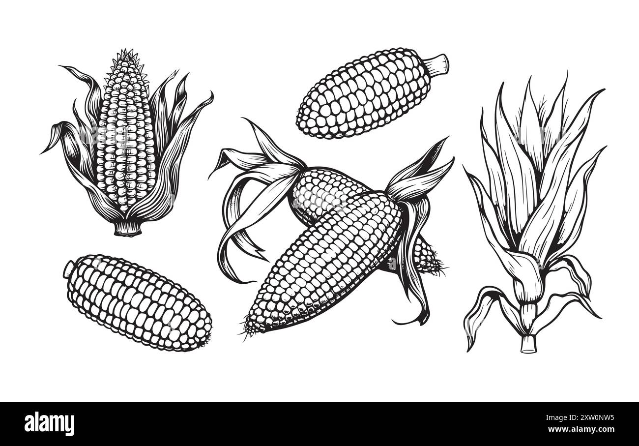 Drawing corn plant, cob, grains, detailed liner drawing, sketch ...