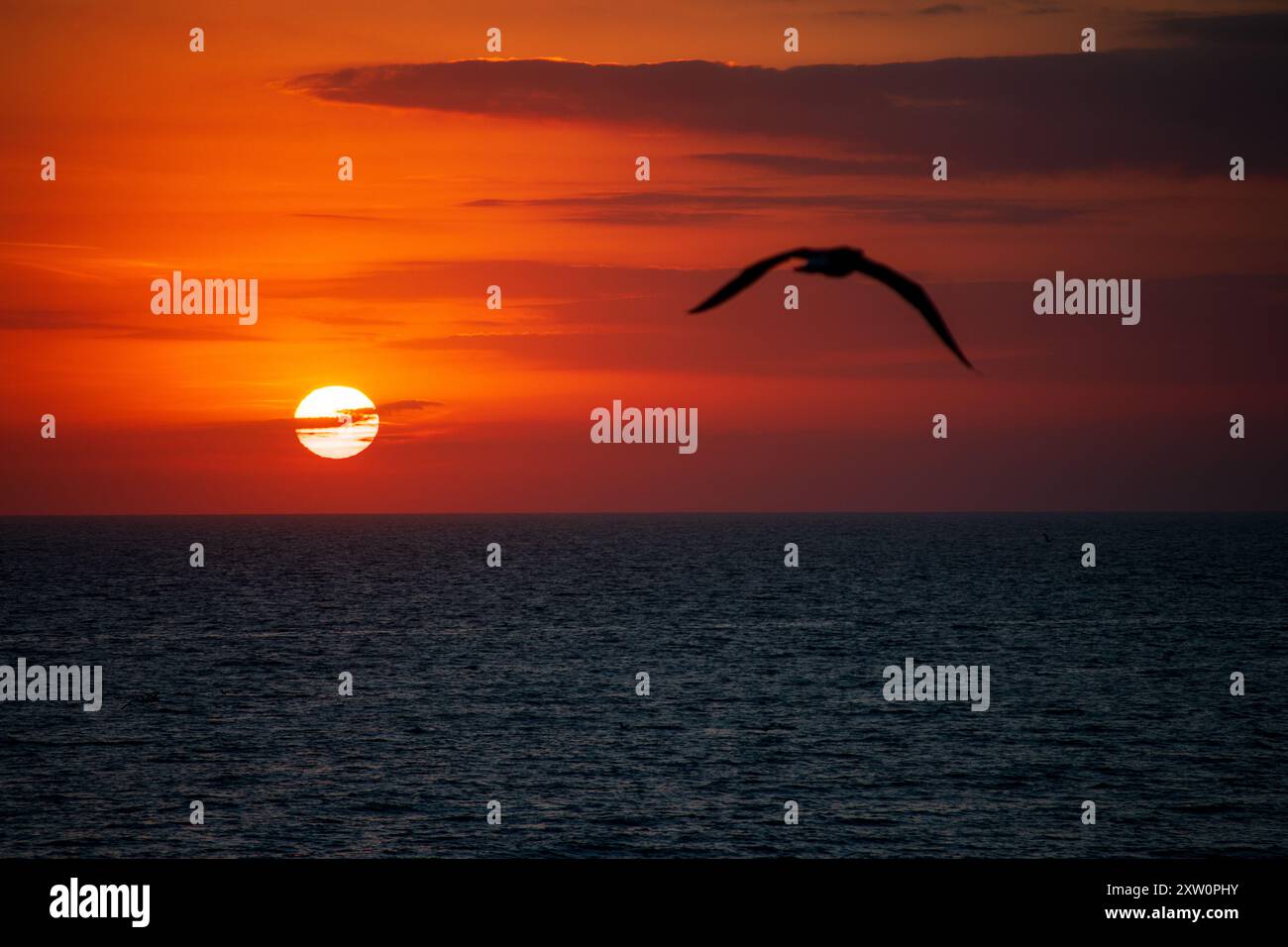 a seagull takes flight with the first light of the new sun Stock Photo ...